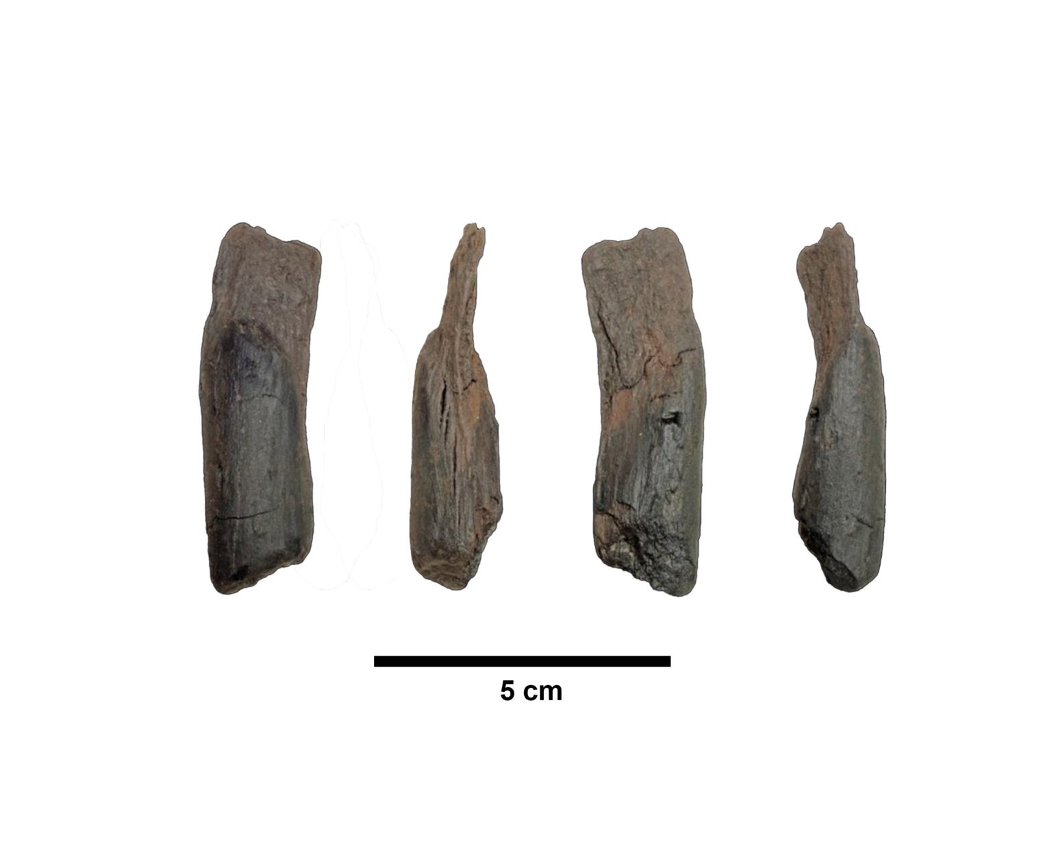 Oldest known wooden tools unearthed at Greek archaeological site - ThinkPol